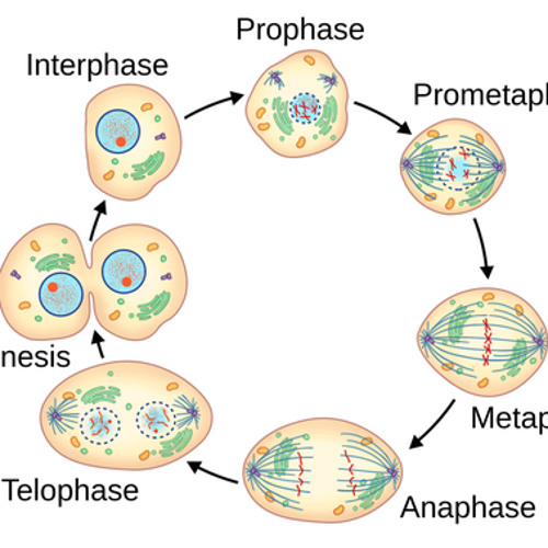 jan 1, 1879 - Flemming described chromosome behavior during mitosis ...
