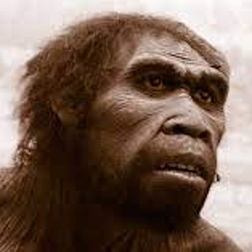 Homo ergaster (jan 1, 1000000000 BC – jan 1, 1000000000 BC) (Timeline)