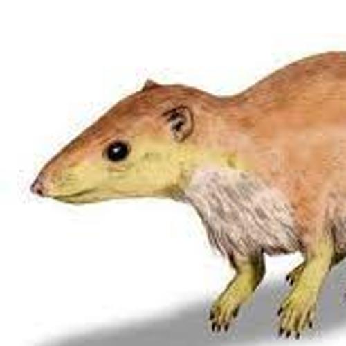 jan 1, 57000000 BC - Altiatlasius (Timeline)