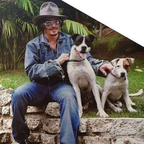 nov 27, 2013 - Gimme Shelter Suzanne Allison DOG RESCUE BOOK Johnny ...