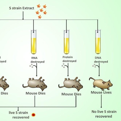 jan 1, 1941 - Oswald Avery, Colin MacLeod, Maclyn McCarty (1941 ...