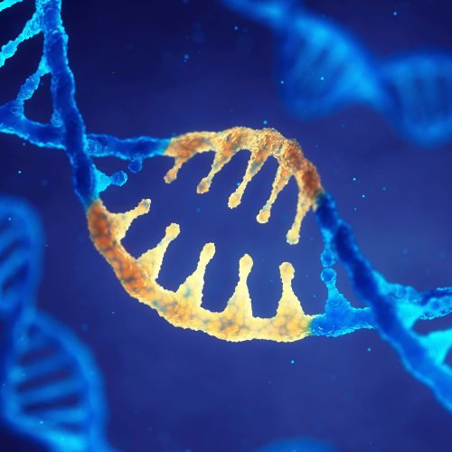 23 dic 1996 año - Discovery of the Conduit Gene (Cinta de tiempo)