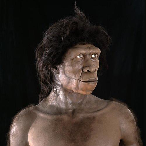 Homo Ergaster (1 янв 2270000 г. до нашей эры – 1 янв 870000 г. до нашей ...