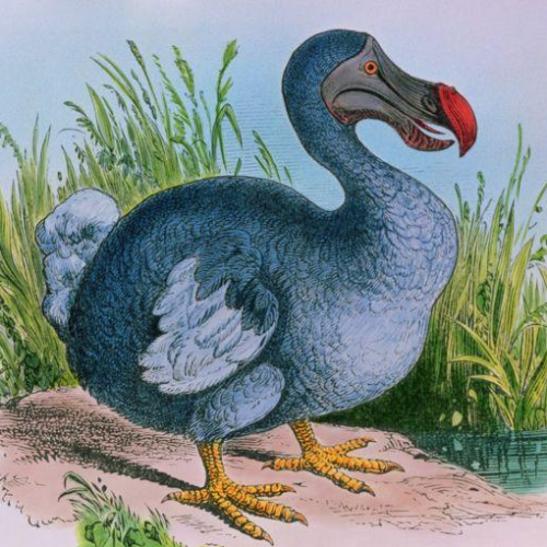 Dodo Bird Sightings