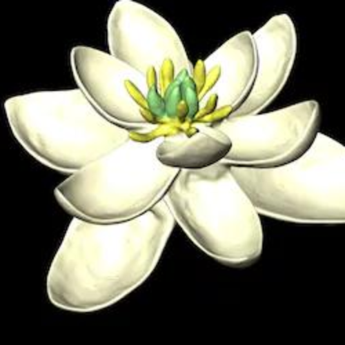 jan 1, 65000000 BC - first flowering plants (Timeline)