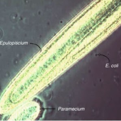oct 18, 1991 - 1991- Clements y Bullivant descubren Epulopiscium ...