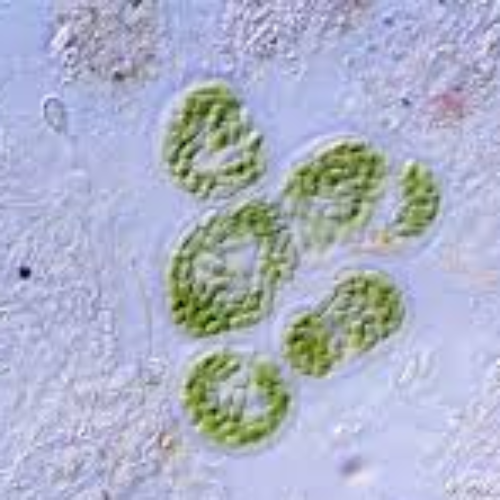 jan 1, 1000000000 BC - First Eukaryotes (Timeline)