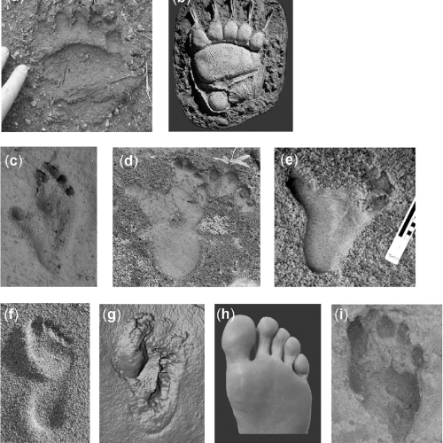 jan 1, 5700000 BC - Следы в Трахилосе, Греция (5,7 млн. л. н.) (Timeline)