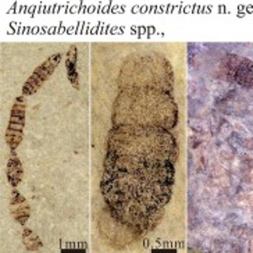 Tonian (jan 1, 1000000000 BC – jan 1, 720000000 BC) (Timeline)