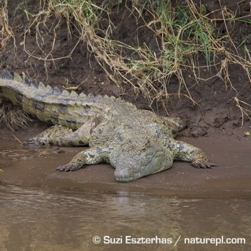 Gilo River Crocodiles