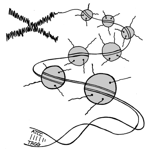 Friedrich Miescher Nuclein