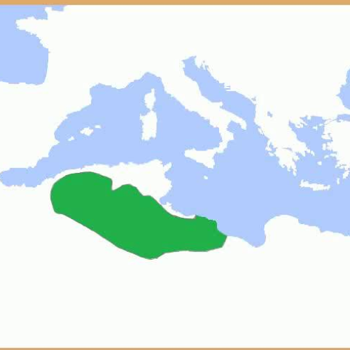 17 dic 909 año - The end of Rustamid Dynasty. (Cinta de tiempo)