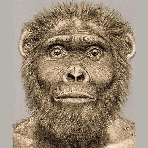 Australopithecus Garhi