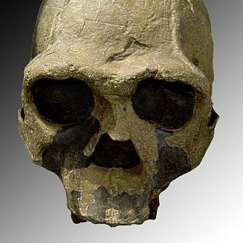 Homo Ergaster (1 янв 2270000 г. до нашей эры – 1 янв 870000 г. до нашей ...